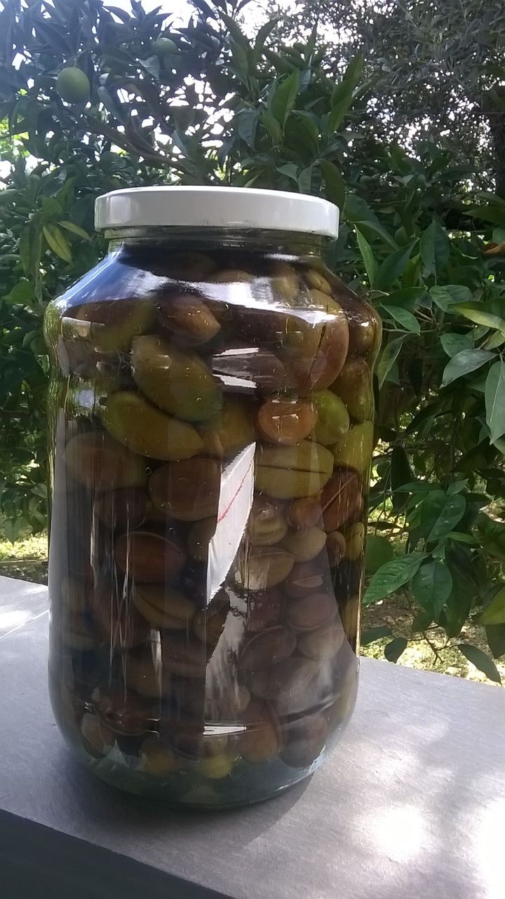 Ελιές χαρακτές - Τέμενη Αγαπημένη