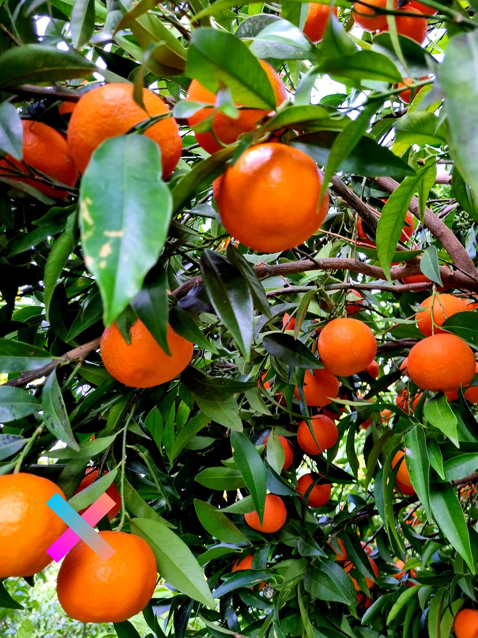 Home - Τέμενη Αγαπημένη